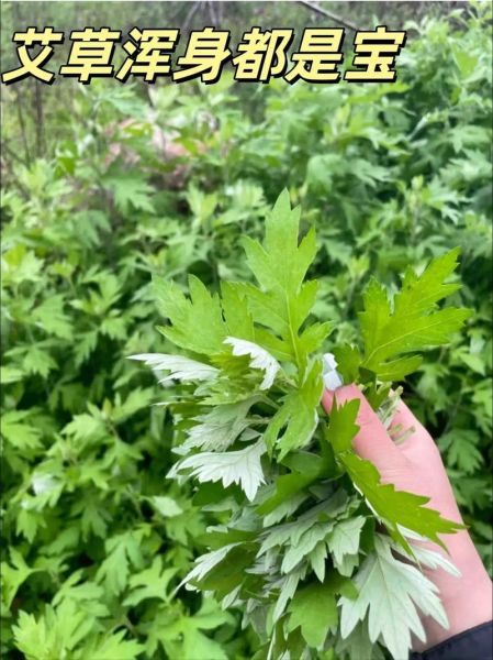 艾草图片大全大图_艾蒿长什么样-第1张图片-山城妙识