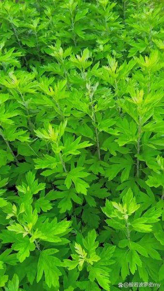 艾草图片大全大图_艾蒿长什么样-第2张图片-山城妙识