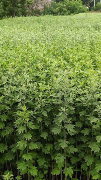 艾草图片大全大图_艾蒿长什么样-第3张图片-山城妙识