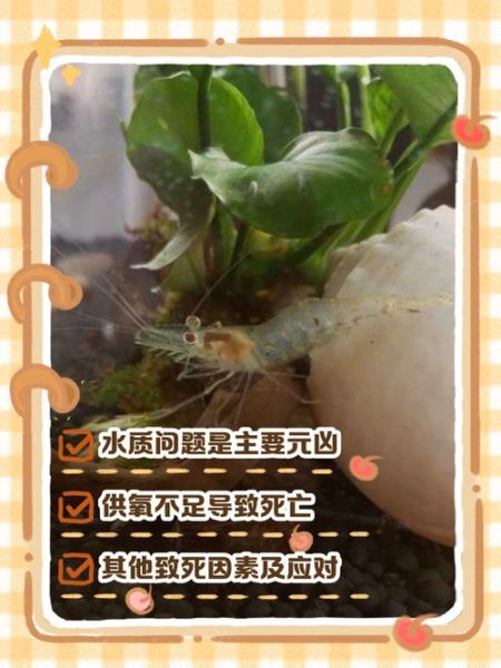 养虾风险大吗_新手养虾失败原因-第1张图片-山城妙识