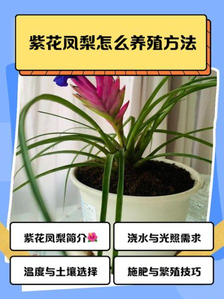 凤梨花怎么养_凤梨花多久浇一次水-第2张图片-山城妙识 凤梨花怎么养_凤梨花多久浇一次水-第2张图片-山城妙识