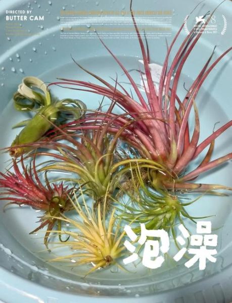 凤梨花怎么养_凤梨花多久浇一次水-第1张图片-山城妙识 凤梨花怎么养_凤梨花多久浇一次水-第1张图片-山城妙识