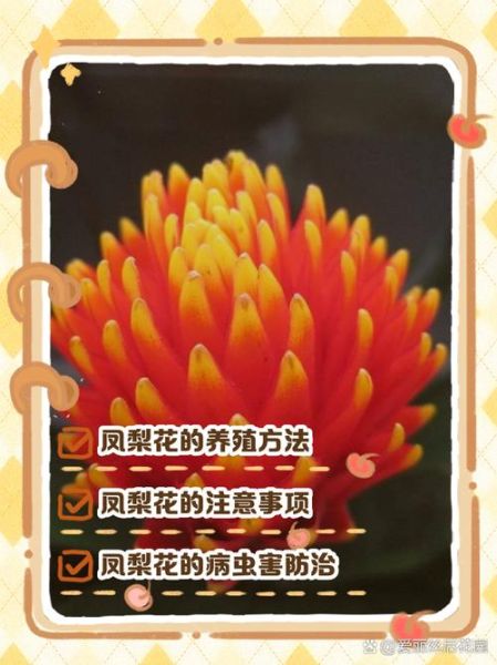 凤梨花怎么养_凤梨花多久浇一次水-第3张图片-山城妙识 凤梨花怎么养_凤梨花多久浇一次水-第3张图片-山城妙识