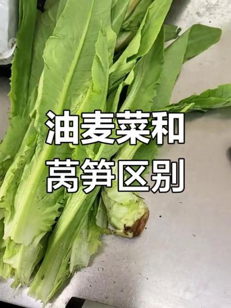 油麦菜和莴笋的区别_油麦菜长大是不是莴笋-第2张图片-山城妙识