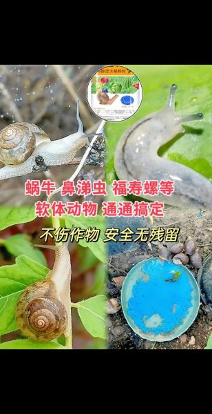 蜗牛是益虫还是害虫_如何区分-第2张图片-山城妙识