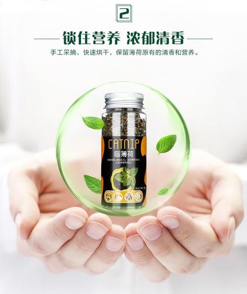 薄荷网官网入口在哪_薄荷网怎么用-第3张图片-山城妙识
