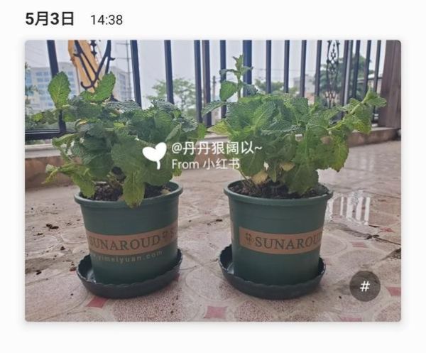 薄荷网官网入口在哪_薄荷网怎么用-第1张图片-山城妙识