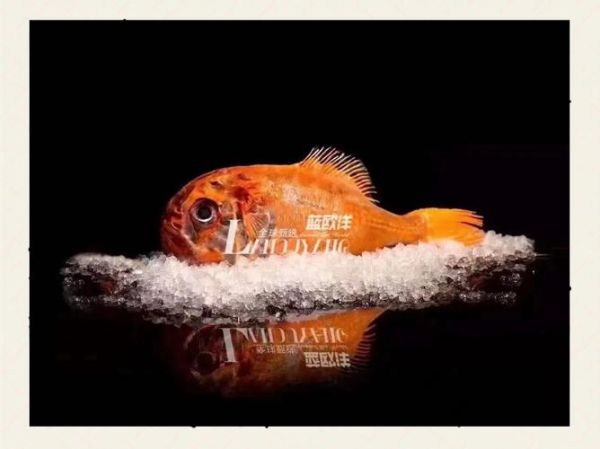 长寿鱼是什么鱼_长寿鱼为什么能活这么久-第3张图片-山城妙识