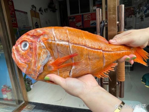 长寿鱼是什么鱼_长寿鱼为什么能活这么久-第1张图片-山城妙识
