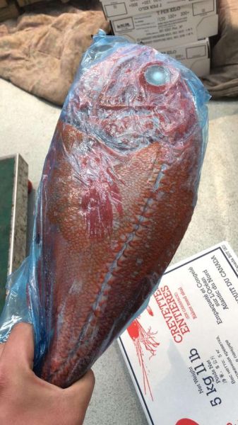 长寿鱼是什么鱼_长寿鱼为什么能活这么久-第2张图片-山城妙识