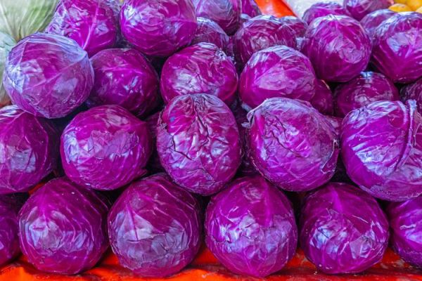 凉拌紫色卷心菜怎么做_紫色卷心菜凉拌需要焯水吗-第2张图片-山城妙识
