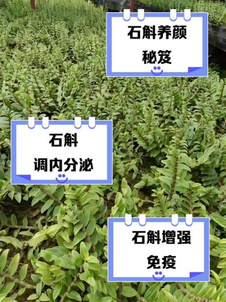 女人吃石斛的好处有哪些_女性长期吃石斛真的好吗-第1张图片-山城妙识 女人吃石斛的好处有哪些_女性长期吃石斛真的好吗-第1张图片-山城妙识