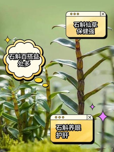 女人吃石斛的好处有哪些_女性长期吃石斛真的好吗-第2张图片-山城妙识 女人吃石斛的好处有哪些_女性长期吃石斛真的好吗-第2张图片-山城妙识