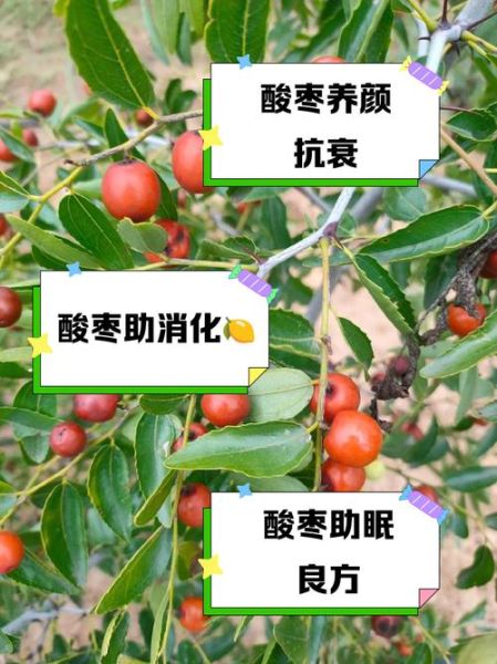野酸枣的功效与作用_野酸枣怎么吃效果最好-第3张图片-山城妙识