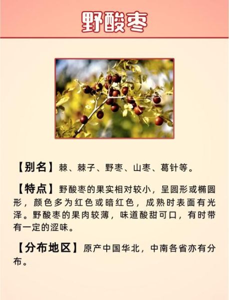 野酸枣的功效与作用_野酸枣怎么吃效果最好-第2张图片-山城妙识