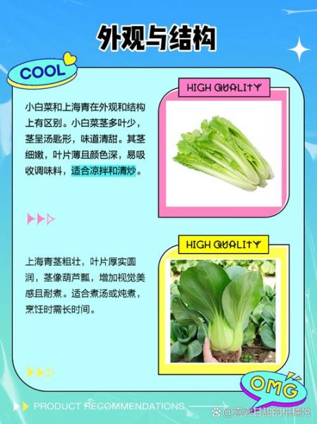 小白菜焯水好还是不焯水好_营养保留与口感对比-第2张图片-山城妙识