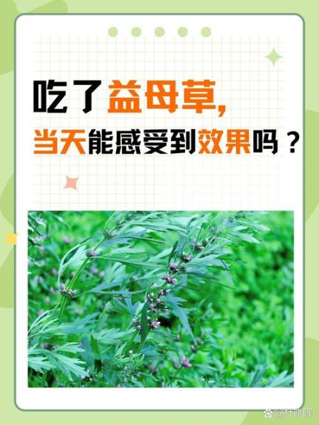 益母草能调理月经吗_益母草调经怎么吃-第3张图片-山城妙识