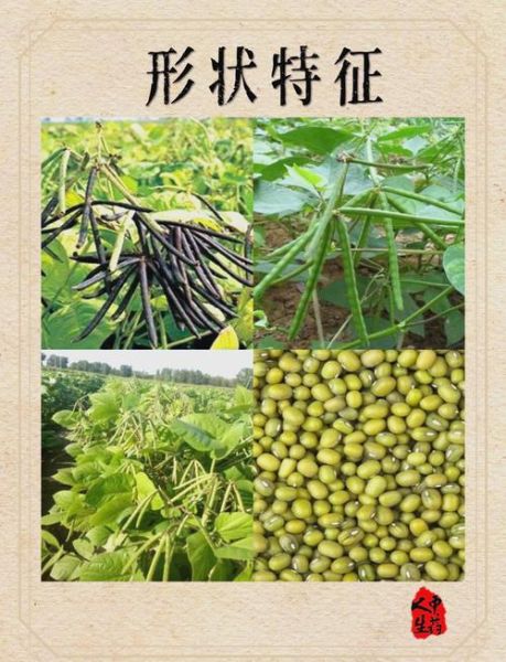 绿豆解药吗是真的吗_吃中药能吃绿豆吗-第3张图片-山城妙识