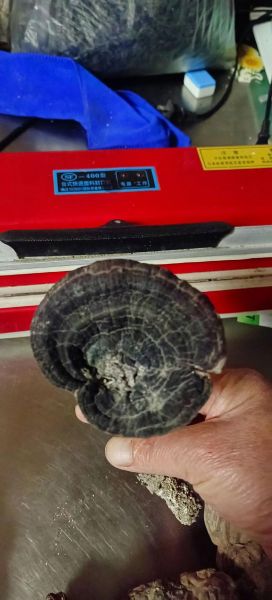 最贵的野生灵芝多少钱一斤_野生灵芝价格为什么那么高-第2张图片-山城妙识 最贵的野生灵芝多少钱一斤_野生灵芝价格为什么那么高-第2张图片-山城妙识