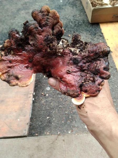 最贵的野生灵芝多少钱一斤_野生灵芝价格为什么那么高-第1张图片-山城妙识 最贵的野生灵芝多少钱一斤_野生灵芝价格为什么那么高-第1张图片-山城妙识