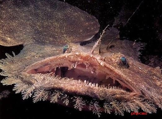 什么鱼是深海鱼_深海鱼有哪些常见种类-第3张图片-山城妙识