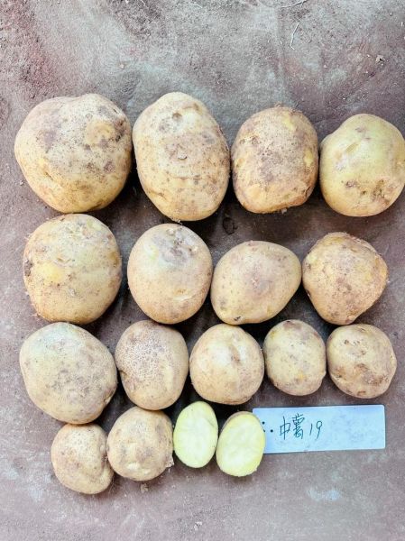 马铃薯价格走势_今年土豆为何忽高忽低-第2张图片-山城妙识