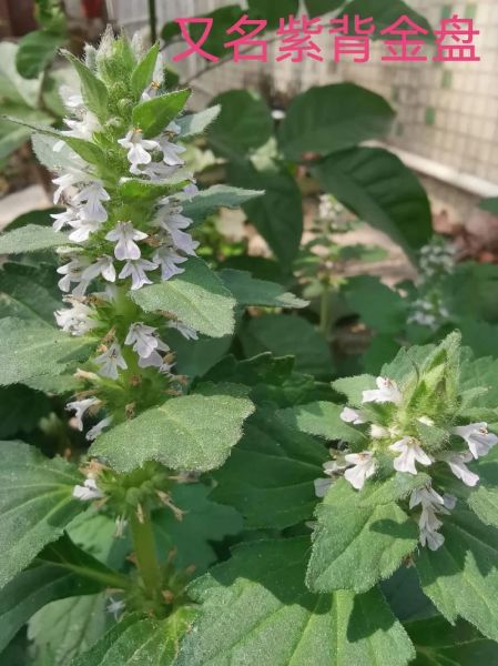 白毛夏枯草的功效与作用_白毛夏枯草能治什么病-第1张图片-山城妙识 白毛夏枯草的功效与作用_白毛夏枯草能治什么病-第1张图片-山城妙识