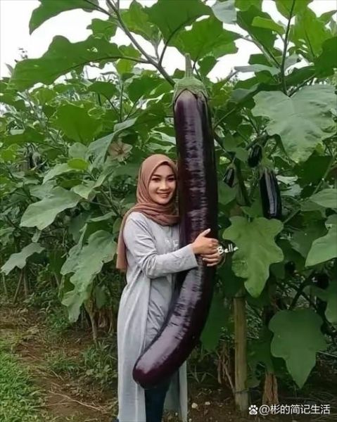 茄子太大怎么办_茄子太大能不能吃-第1张图片-山城妙识