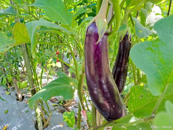茄子太大怎么办_茄子太大能不能吃-第3张图片-山城妙识