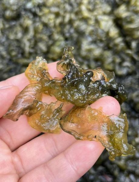 地耳菜怎么做好吃_地耳菜的功效与作用-第1张图片-山城妙识