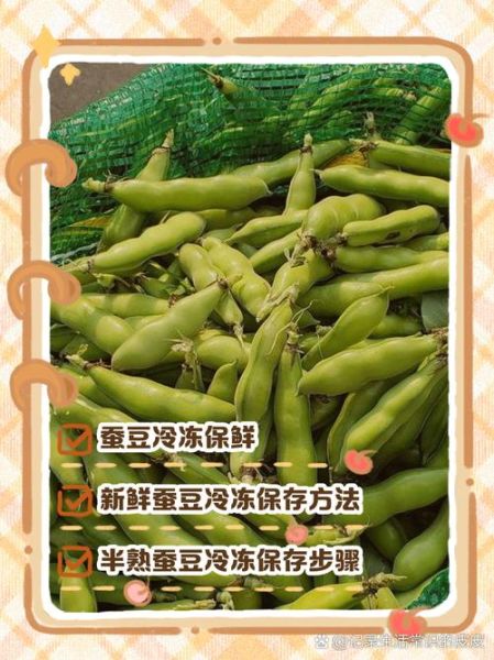 新鲜蚕豆怎么保存_新鲜蚕豆可以冷冻吗-第1张图片-山城妙识