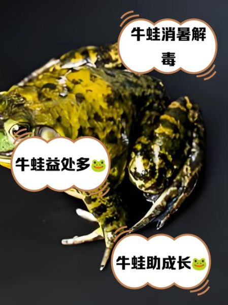 牛蛙为什么不怕毒_牛蛙抗毒机制揭秘-第1张图片-山城妙识