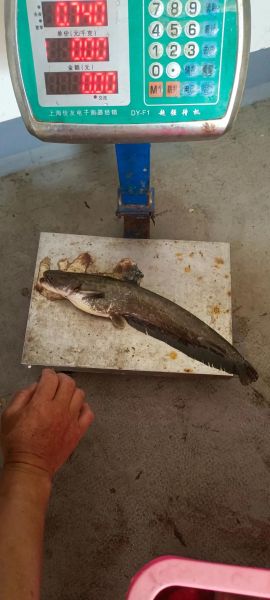 江鲢鱼图片怎么分辨真假_江鲢鱼图片高清细节有哪些-第2张图片-山城妙识