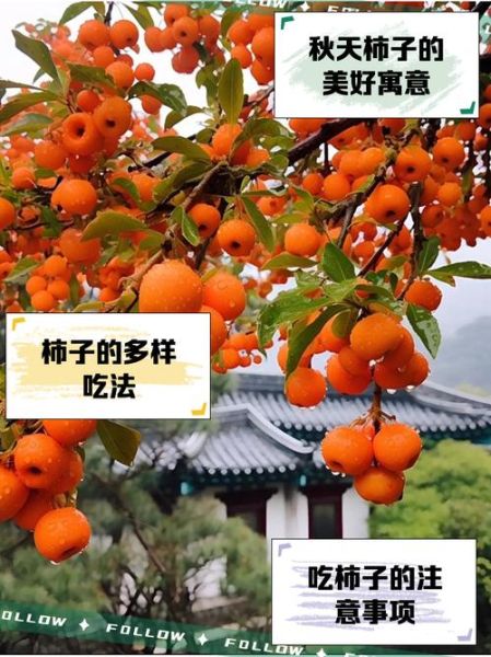 柿子什么时候成熟_如何判断柿子是否成熟-第3张图片-山城妙识