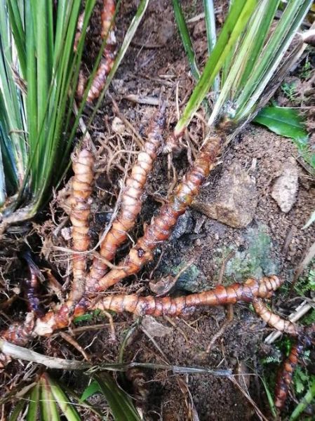 石菖蒲价格一斤多少钱_2024最新行情-第1张图片-山城妙识