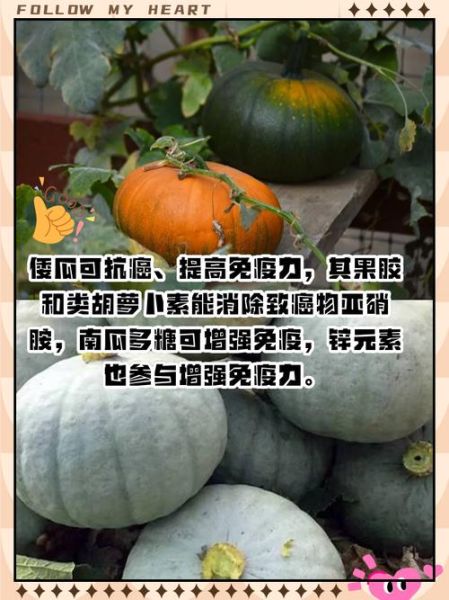 窝瓜的功效与作用有哪些_窝瓜的副作用是什么-第2张图片-山城妙识 窝瓜的功效与作用有哪些_窝瓜的副作用是什么-第2张图片-山城妙识