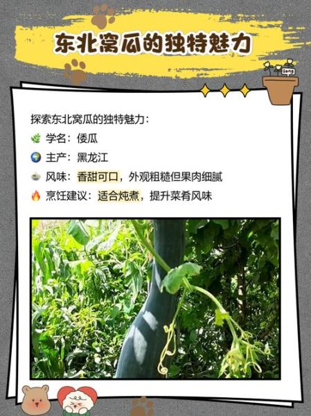 窝瓜的功效与作用有哪些_窝瓜的副作用是什么-第3张图片-山城妙识 窝瓜的功效与作用有哪些_窝瓜的副作用是什么-第3张图片-山城妙识