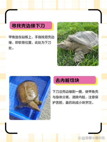 甲鱼怎么杀_家庭杀甲鱼的正确方法-第2张图片-山城妙识 甲鱼怎么杀_家庭杀甲鱼的正确方法-第2张图片-山城妙识