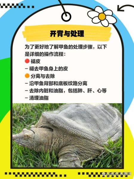 甲鱼怎么杀_家庭杀甲鱼的正确方法-第1张图片-山城妙识 甲鱼怎么杀_家庭杀甲鱼的正确方法-第1张图片-山城妙识