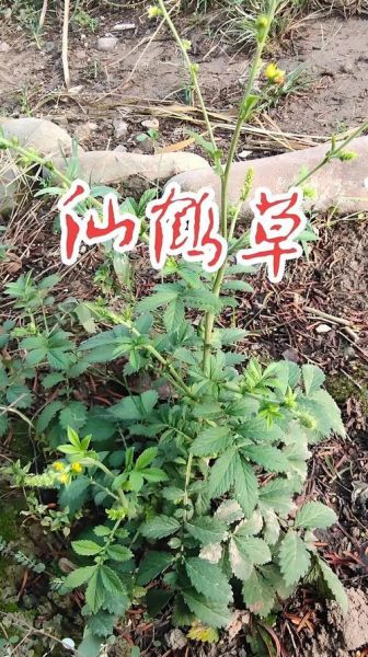 仙鹤草的功效与作用_仙鹤草主治哪些疾病-第3张图片-山城妙识 仙鹤草的功效与作用_仙鹤草主治哪些疾病-第3张图片-山城妙识