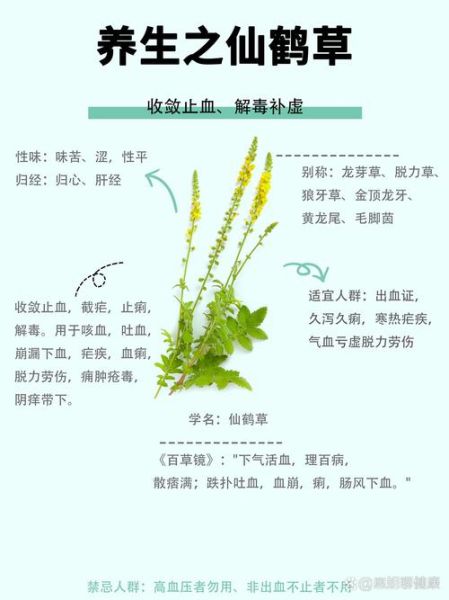 仙鹤草的功效与作用_仙鹤草主治哪些疾病-第2张图片-山城妙识 仙鹤草的功效与作用_仙鹤草主治哪些疾病-第2张图片-山城妙识