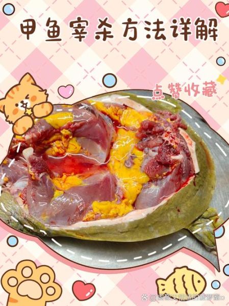 甲鱼怎么杀_家庭杀甲鱼的正确方法-第3张图片-山城妙识 甲鱼怎么杀_家庭杀甲鱼的正确方法-第3张图片-山城妙识