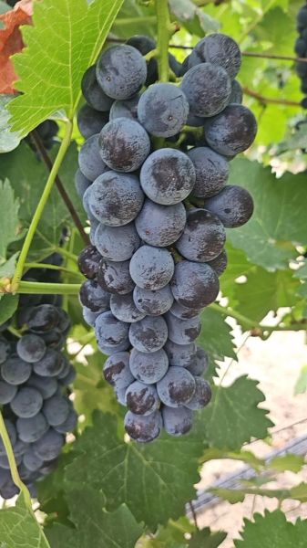 夏黑葡萄产地哪里最好_夏黑葡萄怎么挑选-第1张图片-山城妙识 夏黑葡萄产地哪里最好_夏黑葡萄怎么挑选-第1张图片-山城妙识