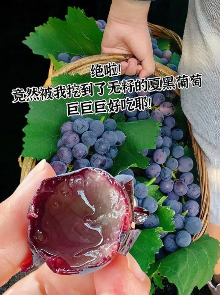 夏黑葡萄产地哪里最好_夏黑葡萄怎么挑选-第3张图片-山城妙识 夏黑葡萄产地哪里最好_夏黑葡萄怎么挑选-第3张图片-山城妙识