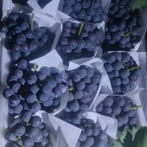 夏黑葡萄产地哪里最好_夏黑葡萄怎么挑选-第2张图片-山城妙识 夏黑葡萄产地哪里最好_夏黑葡萄怎么挑选-第2张图片-山城妙识