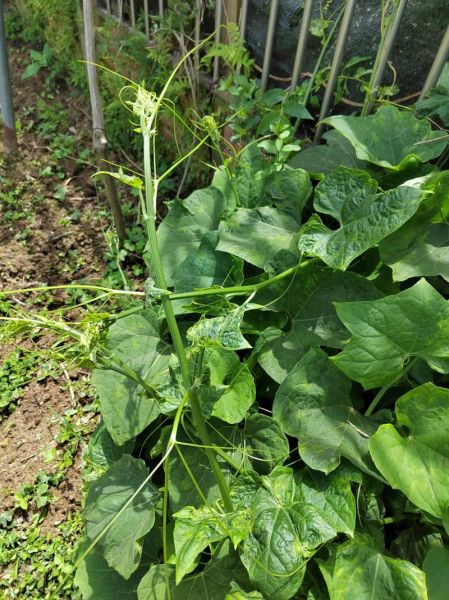 佛手瓜苗长什么样_佛手瓜苗图片怎么辨认-第1张图片-山城妙识