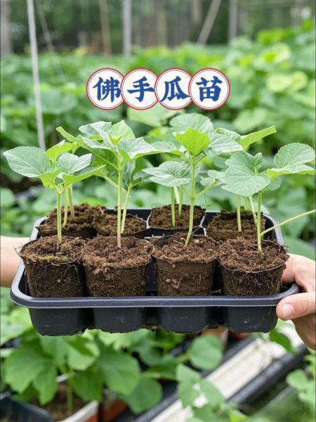 佛手瓜苗长什么样_佛手瓜苗图片怎么辨认-第3张图片-山城妙识