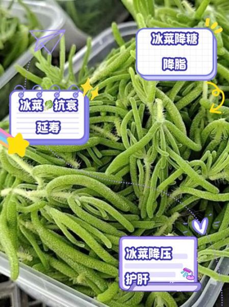冰菜的功效与禁忌_冰菜怎么吃最健康-第2张图片-山城妙识