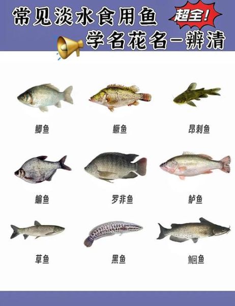 淡水小鱼种类大全图解_如何快速识别-第3张图片-山城妙识