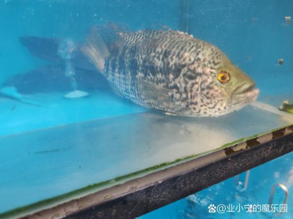 淡水野生石斑鱼有哪些品种_淡水石斑鱼图片大全-第1张图片-山城妙识